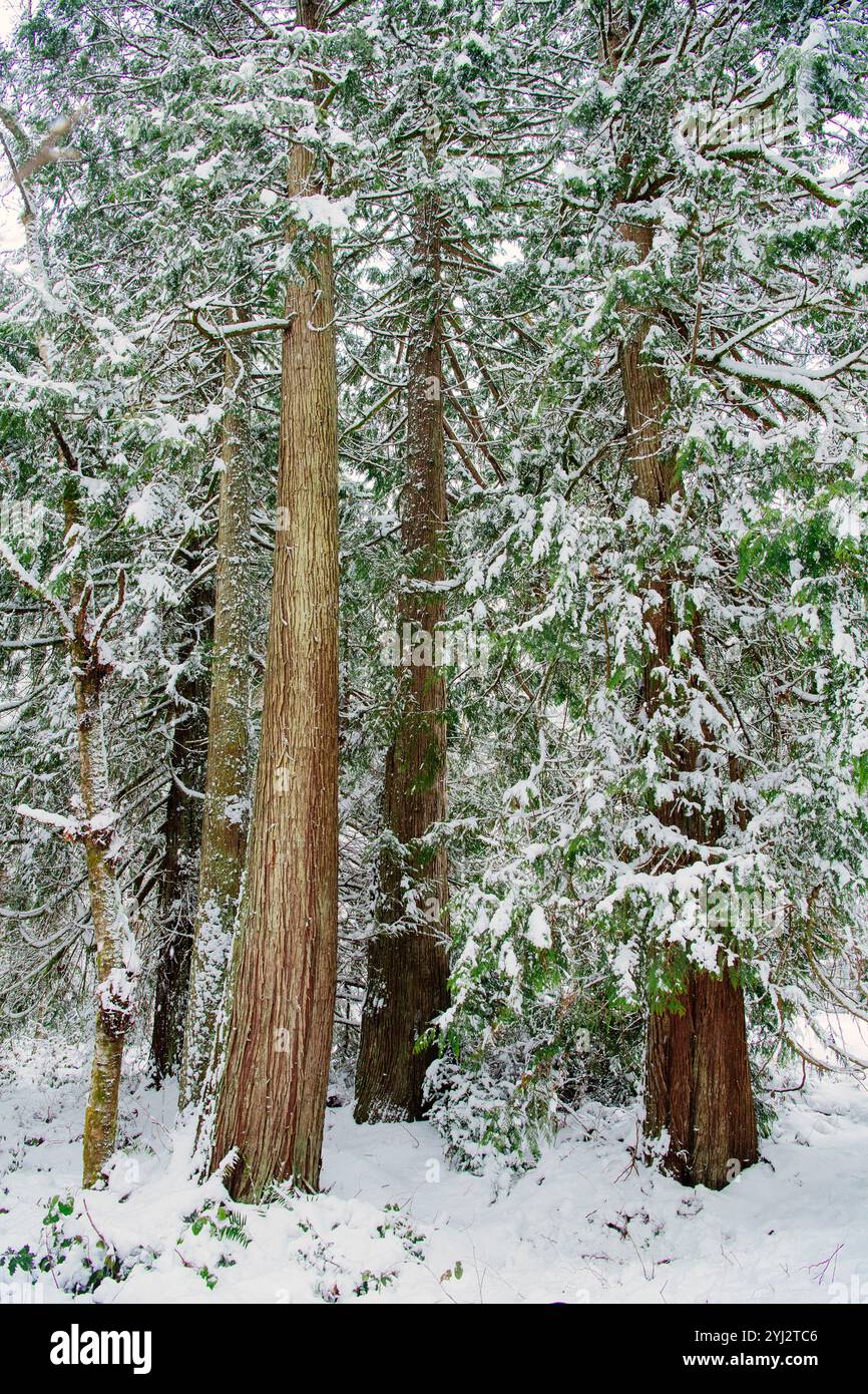 Tall trees with snow hi-res stock photography and images - Alamy