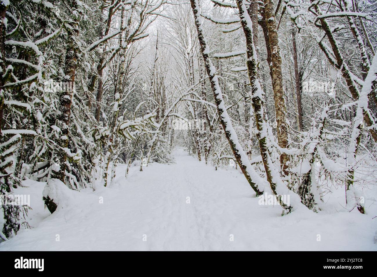 Winding forest path covered hi-res stock photography and images - Alamy