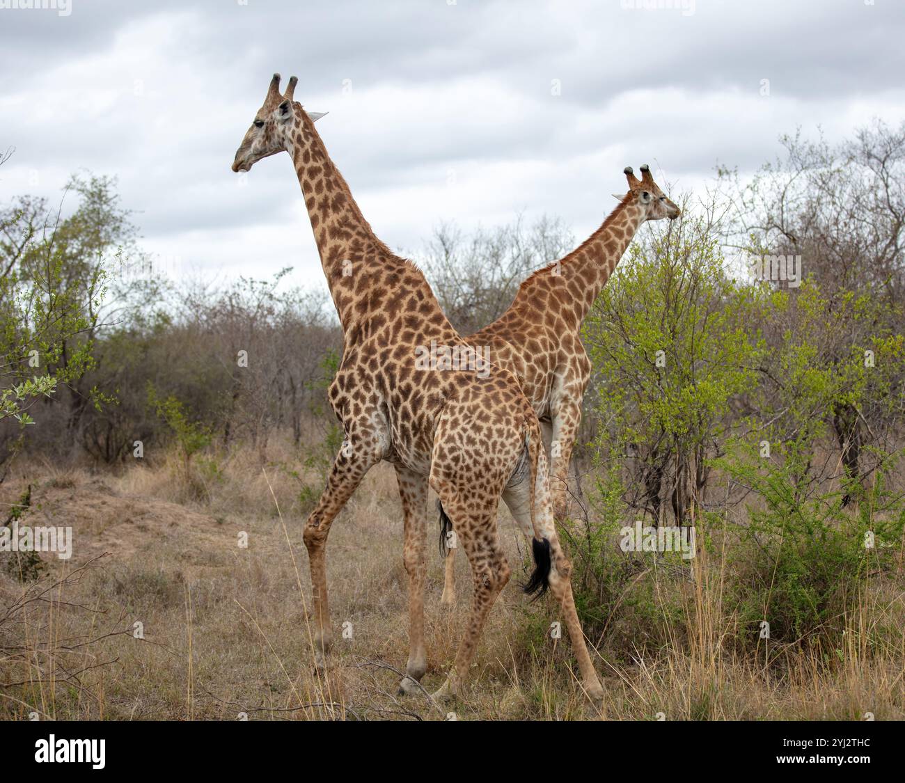 African giraffes, long neck safari animals grazing at Chobe national ...