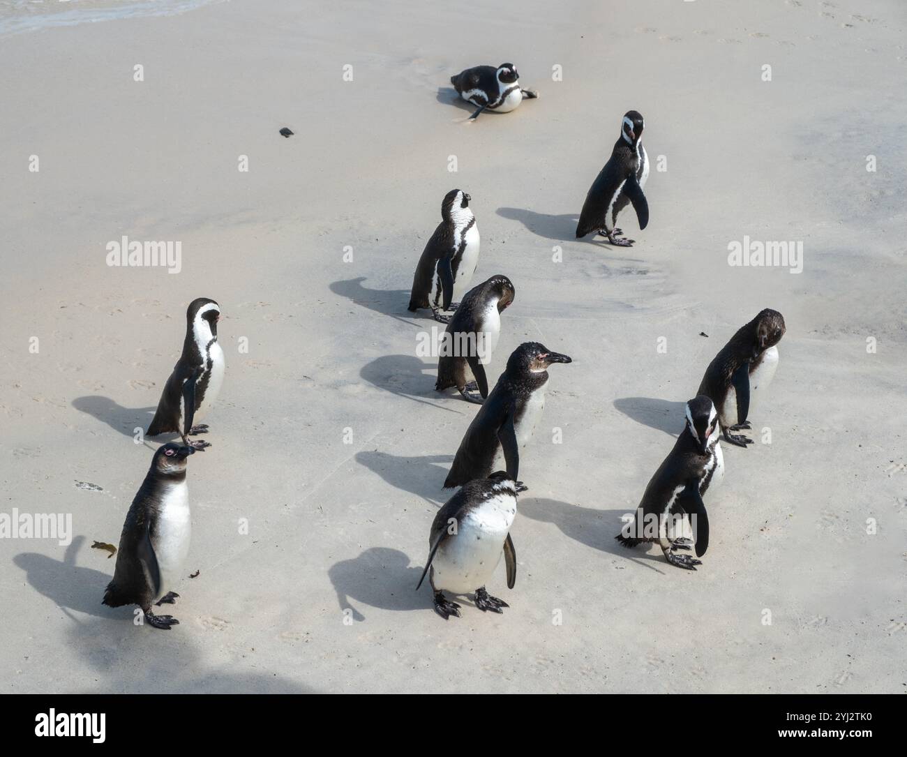 African penguins, Spheniscus demersus, also known as Cape penguins ...