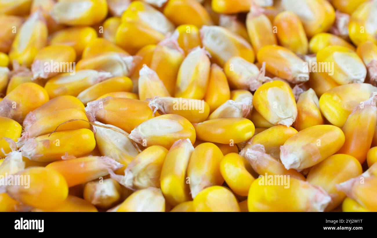 yellow corn kernels with visible details. Background or texture Stock ...