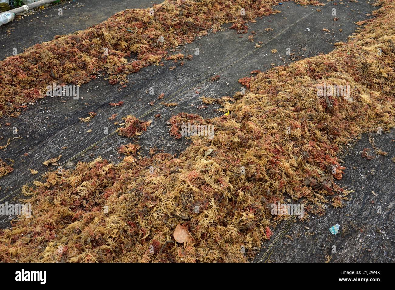 seaweed in the drying process Stock Photo - Alamy