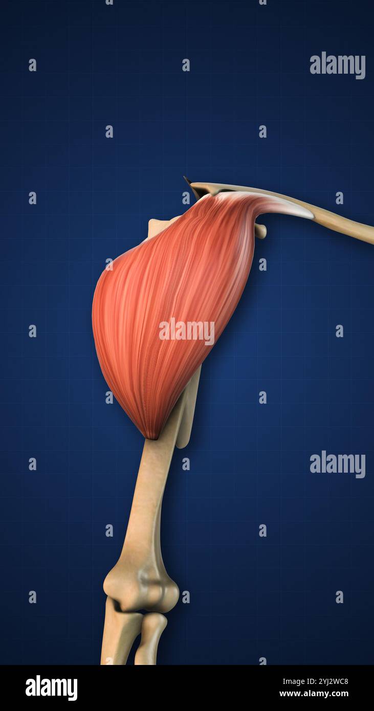 Highlighted Deltoid Muscle with Upper Limb Stock Photo - Alamy