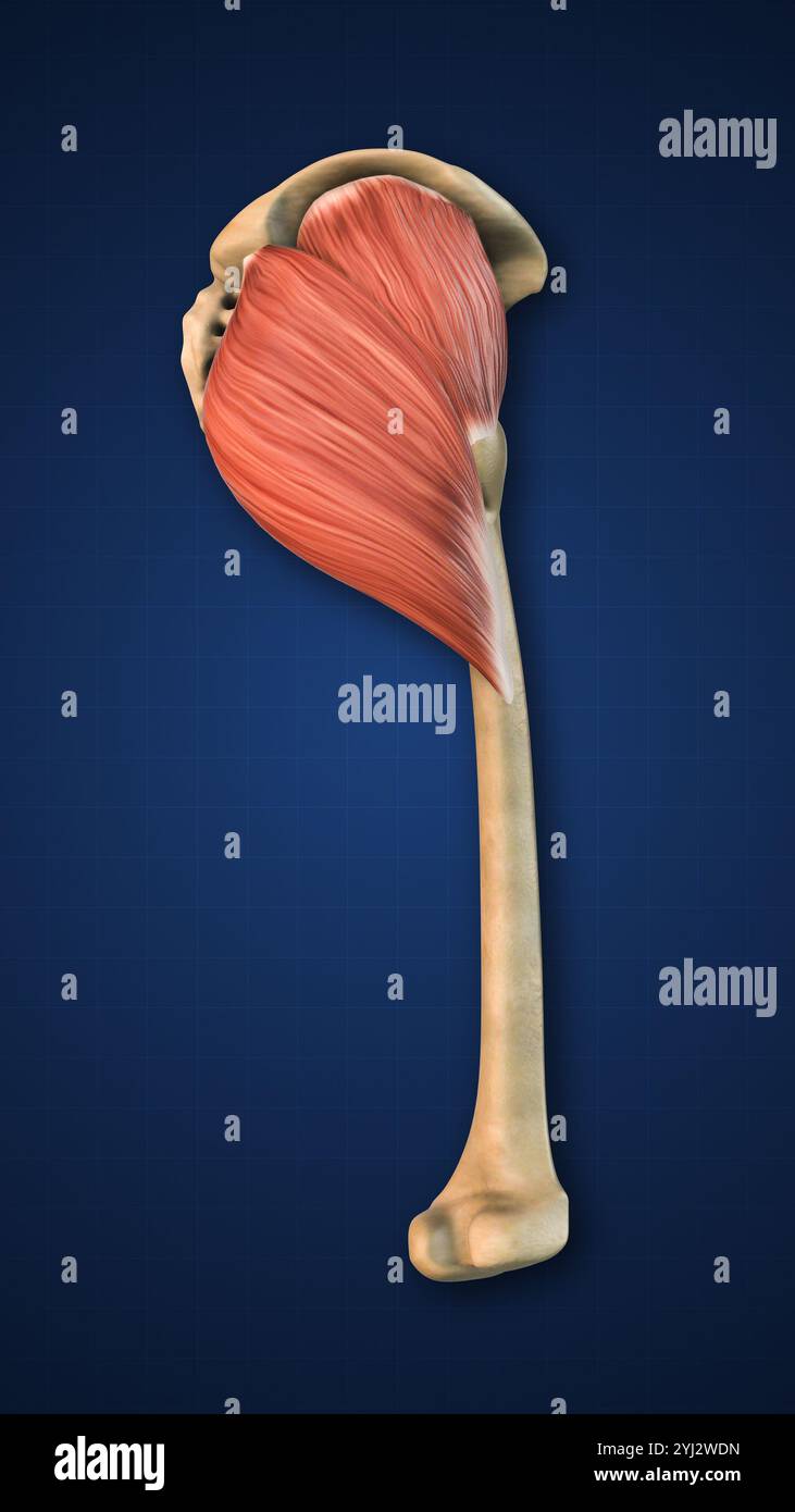 Highlighted Gluteus Maximus Muscle with Lower Limb Stock Photo - Alamy