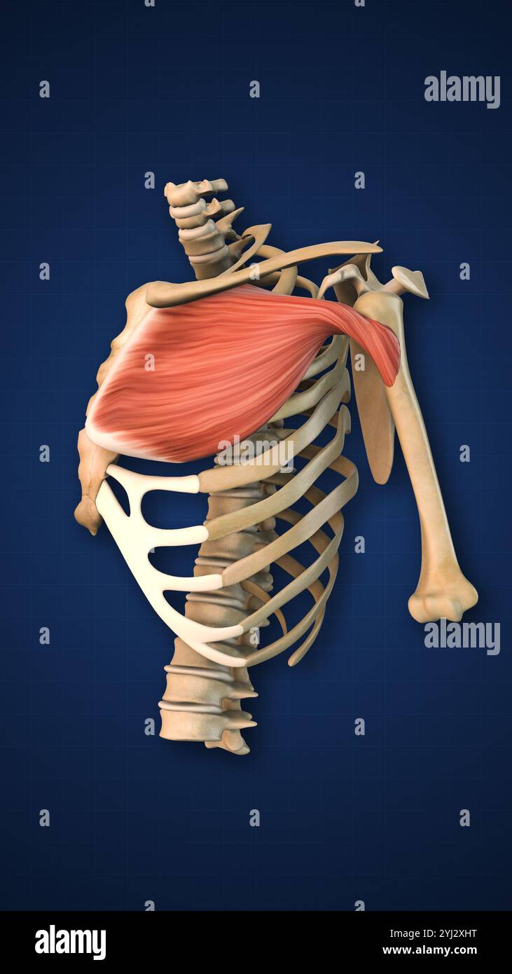 Pectoral Chest Muscle with Ribs and Spine Stock Photo - Alamy