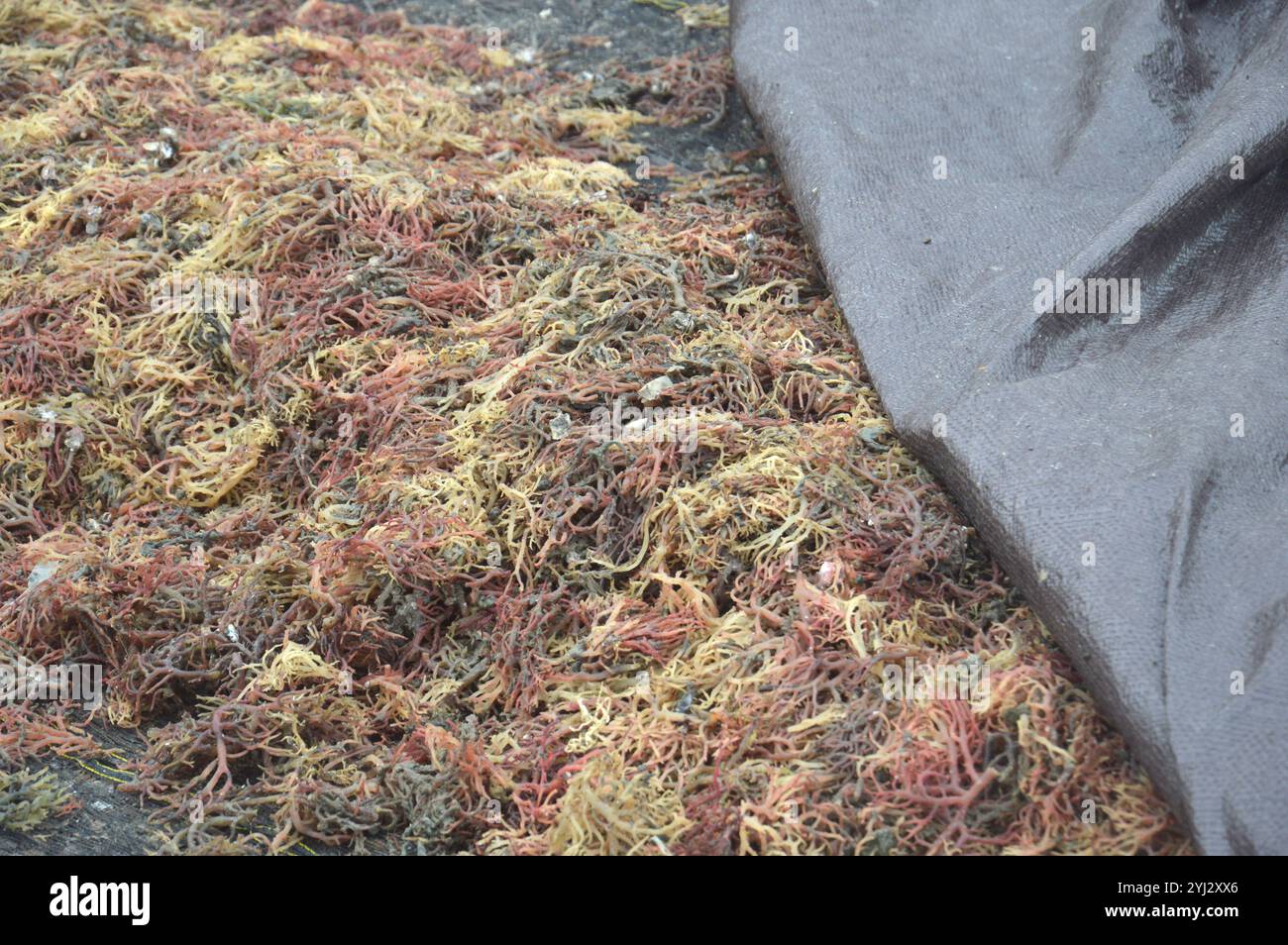 seaweed in the drying process Stock Photo - Alamy