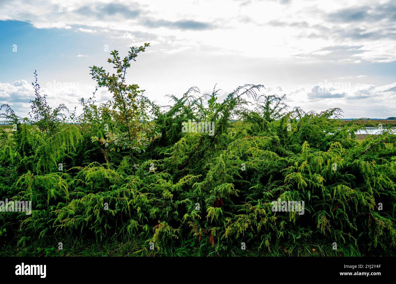 Common juniper tree juniperus communis hi-res stock photography and ...