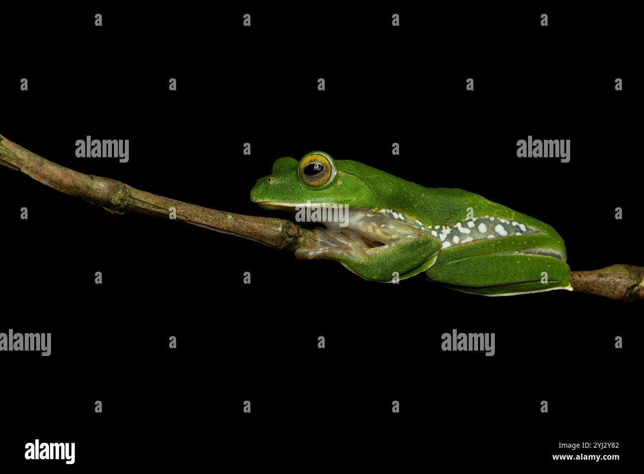 Rhacophorus pseudomalabaricus, also known as Anaimalai flying frog ...