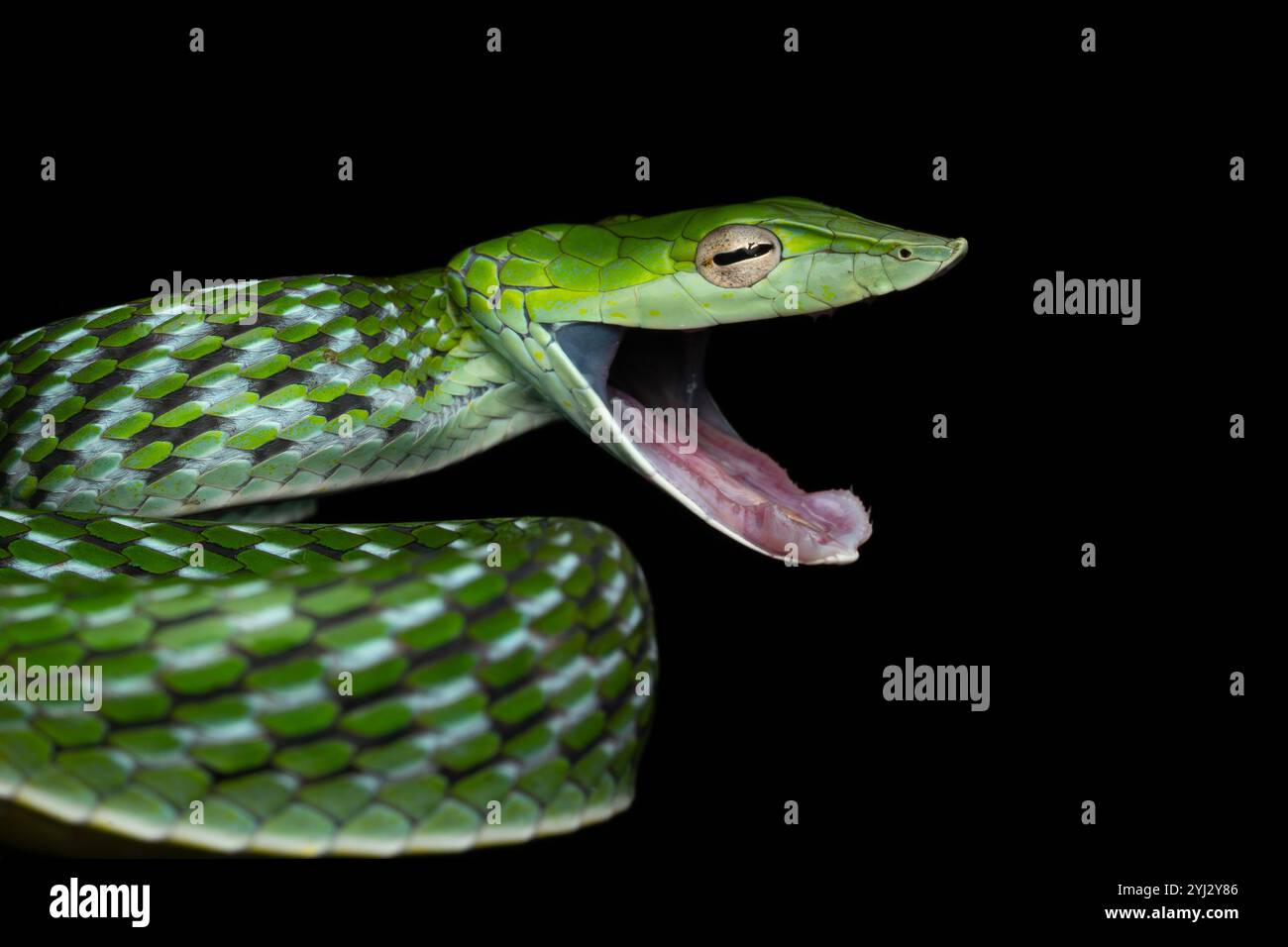 Malabar vine snake hi-res stock photography and images - Alamy