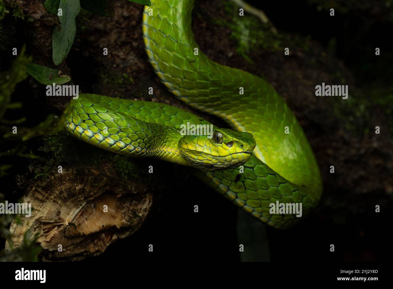 Craspedocephalus macrolepis, commonly known as the large-scaled pit ...