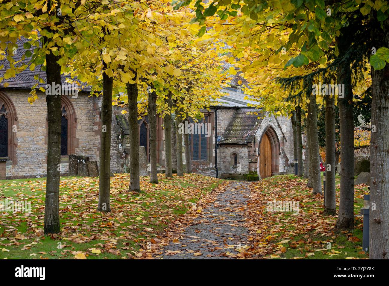 An avenue of Lime trees in autumn at St. James Church, Southam ...