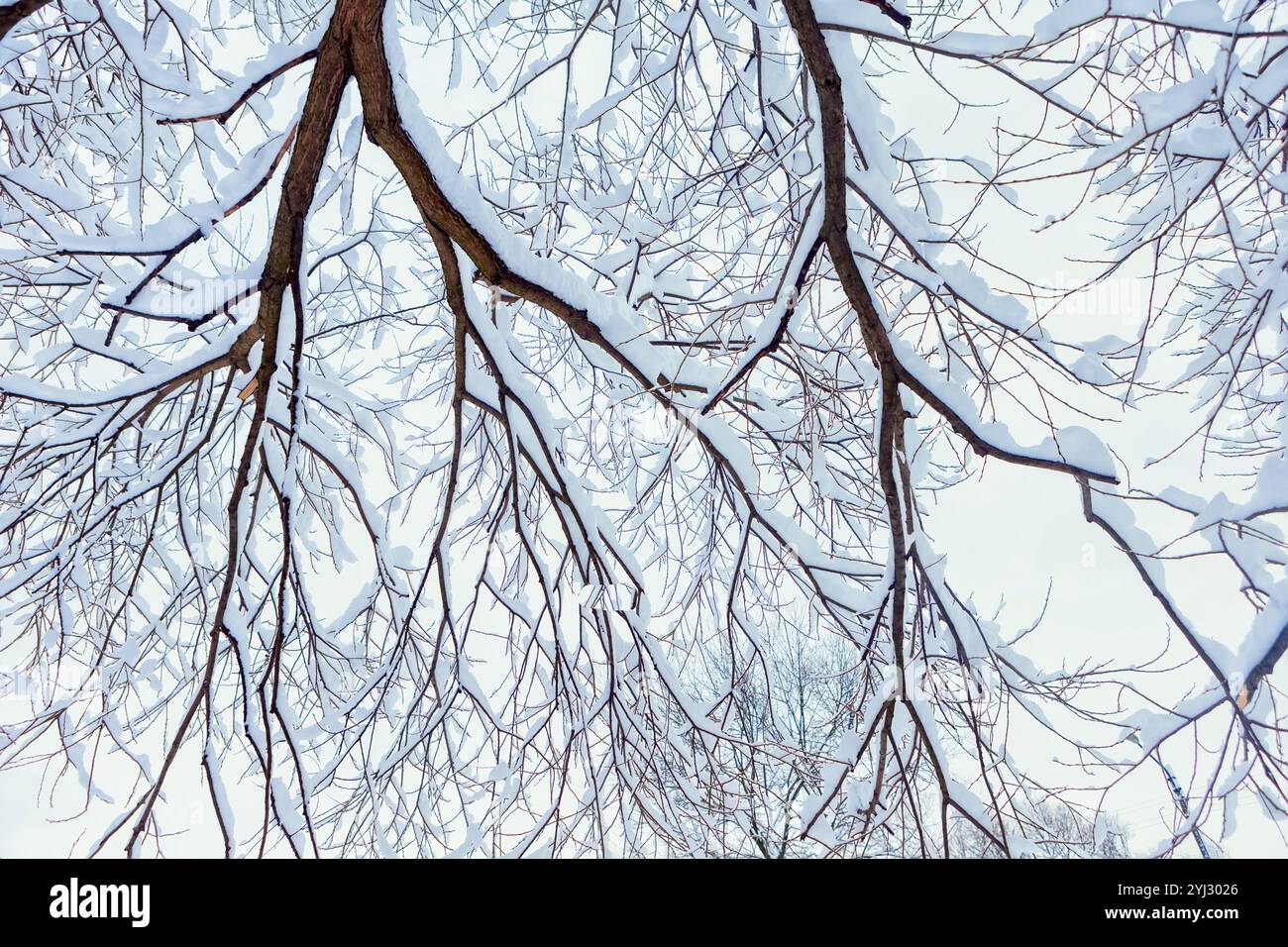 winter trees on snow. winter dry branches of trees in the snow. the ...