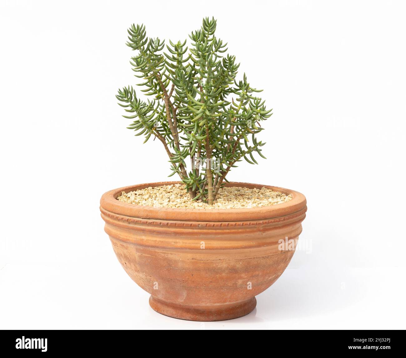Tetragona ( Crassula tetragona ) also know as miniature pine tree on ...