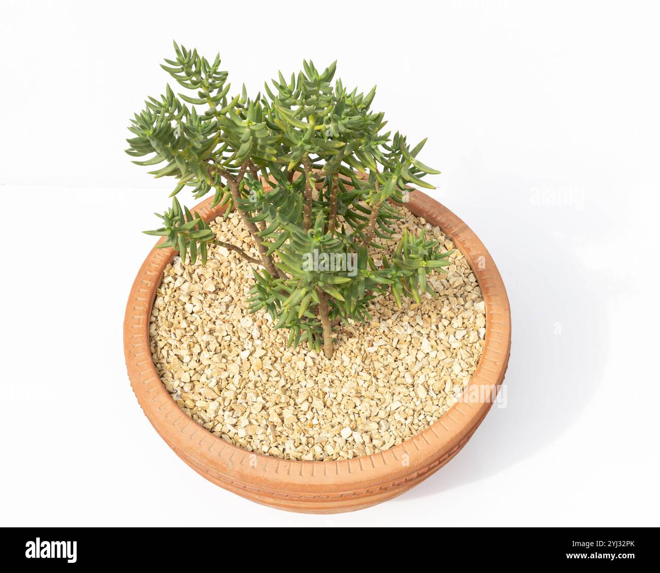 Jade plant succulents Cut Out Stock Images & Pictures - Alamy
