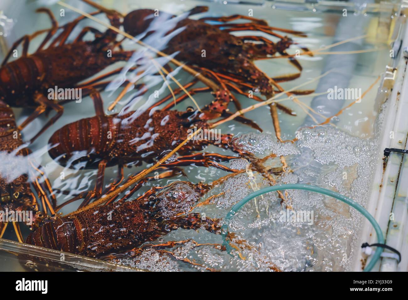 Lobsters are displayed in tanks filled with water at a busy market in ...