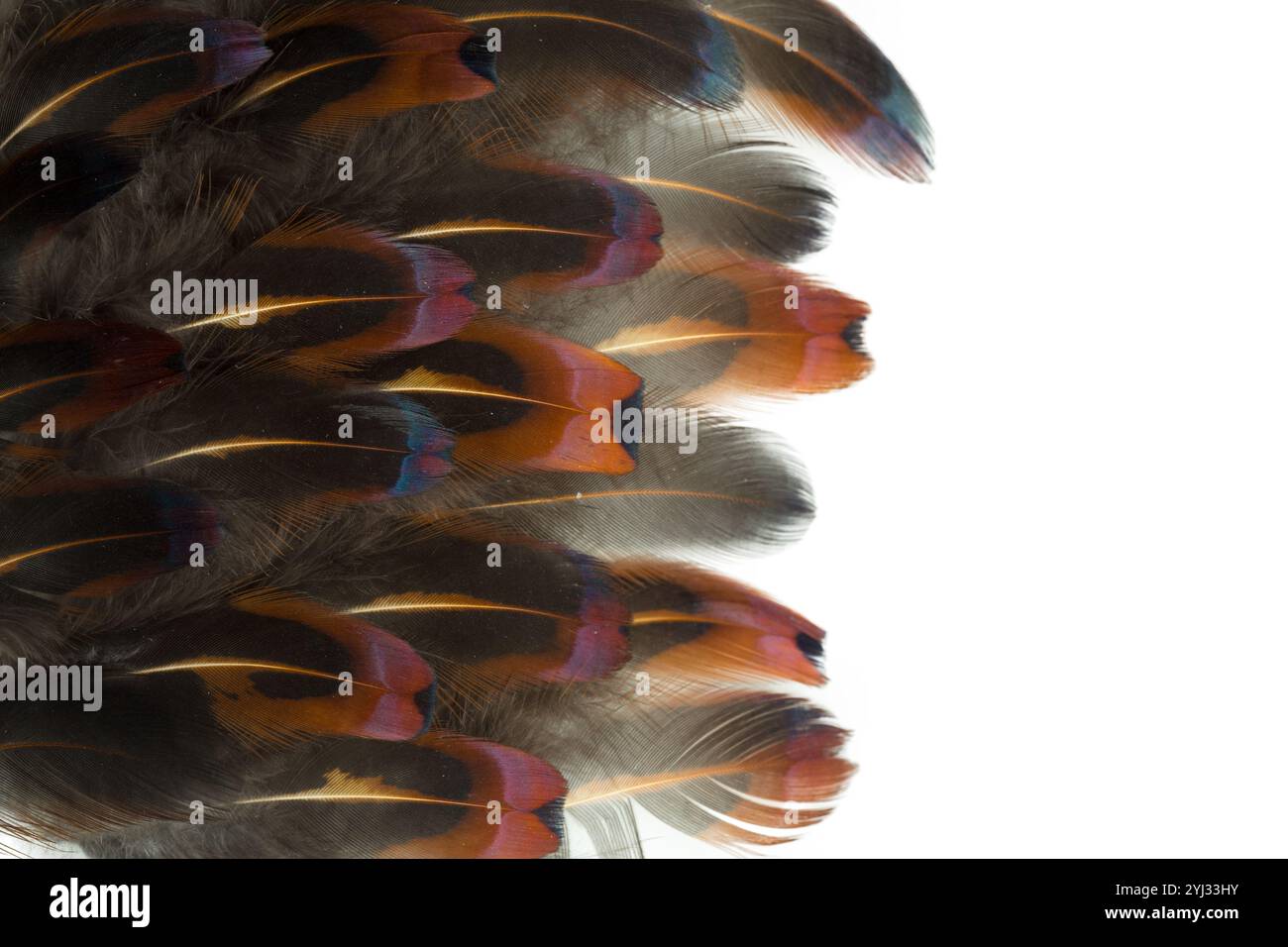 bird feather isolated on white background Stock Photo - Alamy