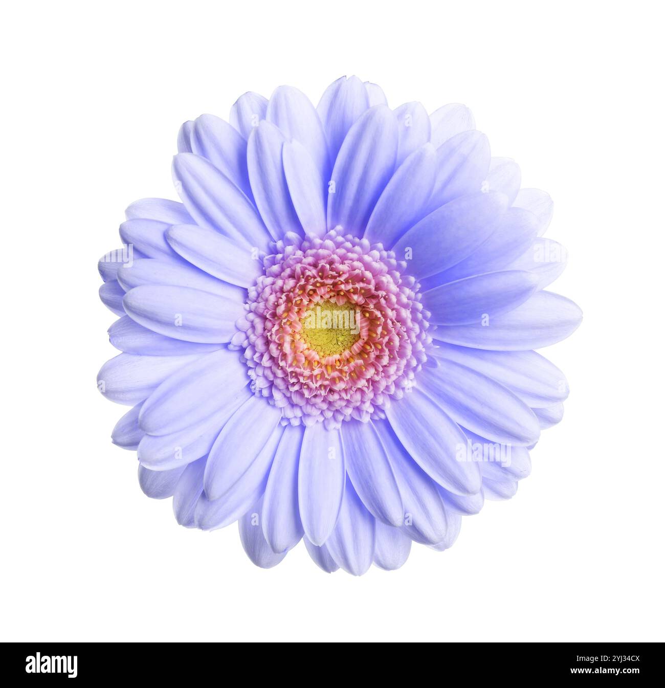 Top view violet gerbera hi-res stock photography and images - Alamy