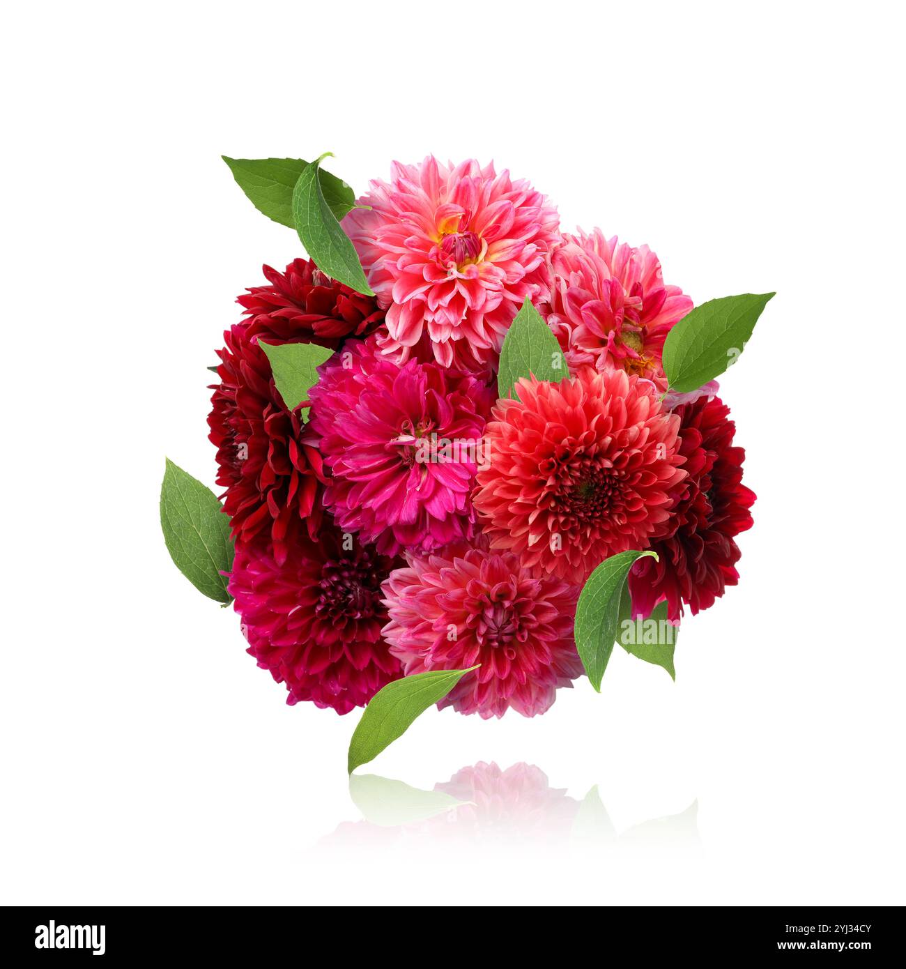 Bright dahlia flowers in air on white background Stock Photo - Alamy