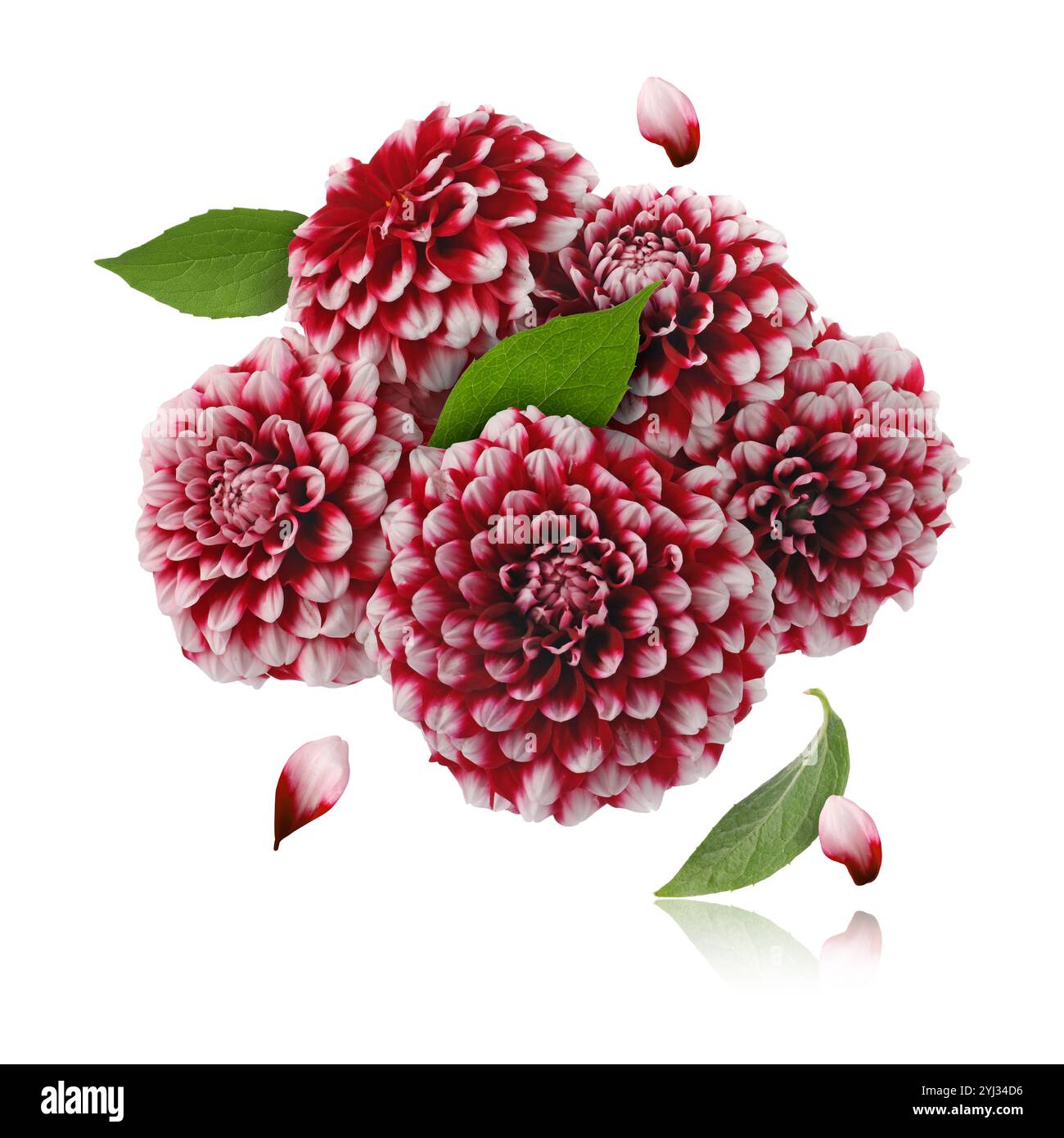 Bright dahlia flowers in air on white background Stock Photo - Alamy