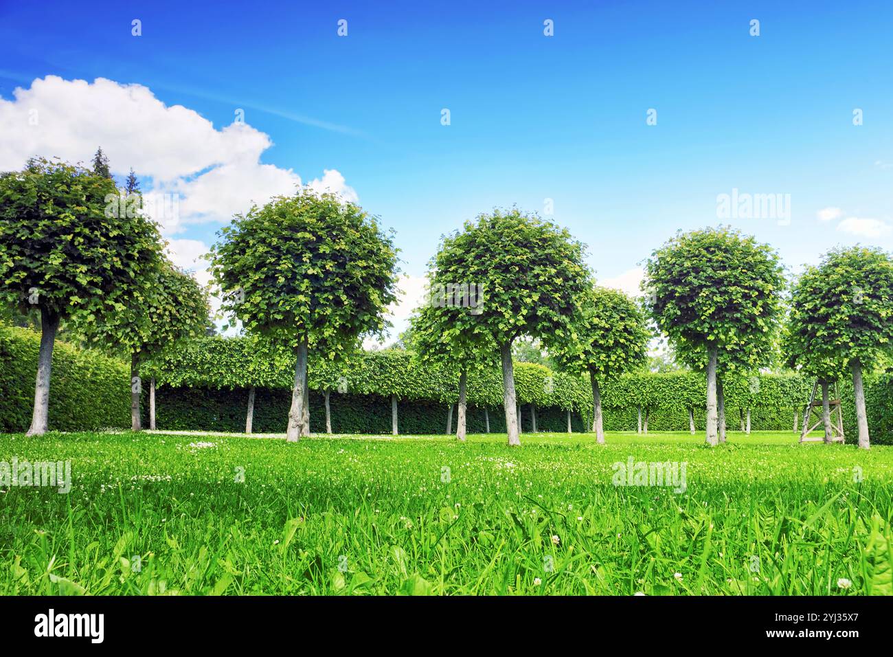Larch trees small wood hi-res stock photography and images - Alamy