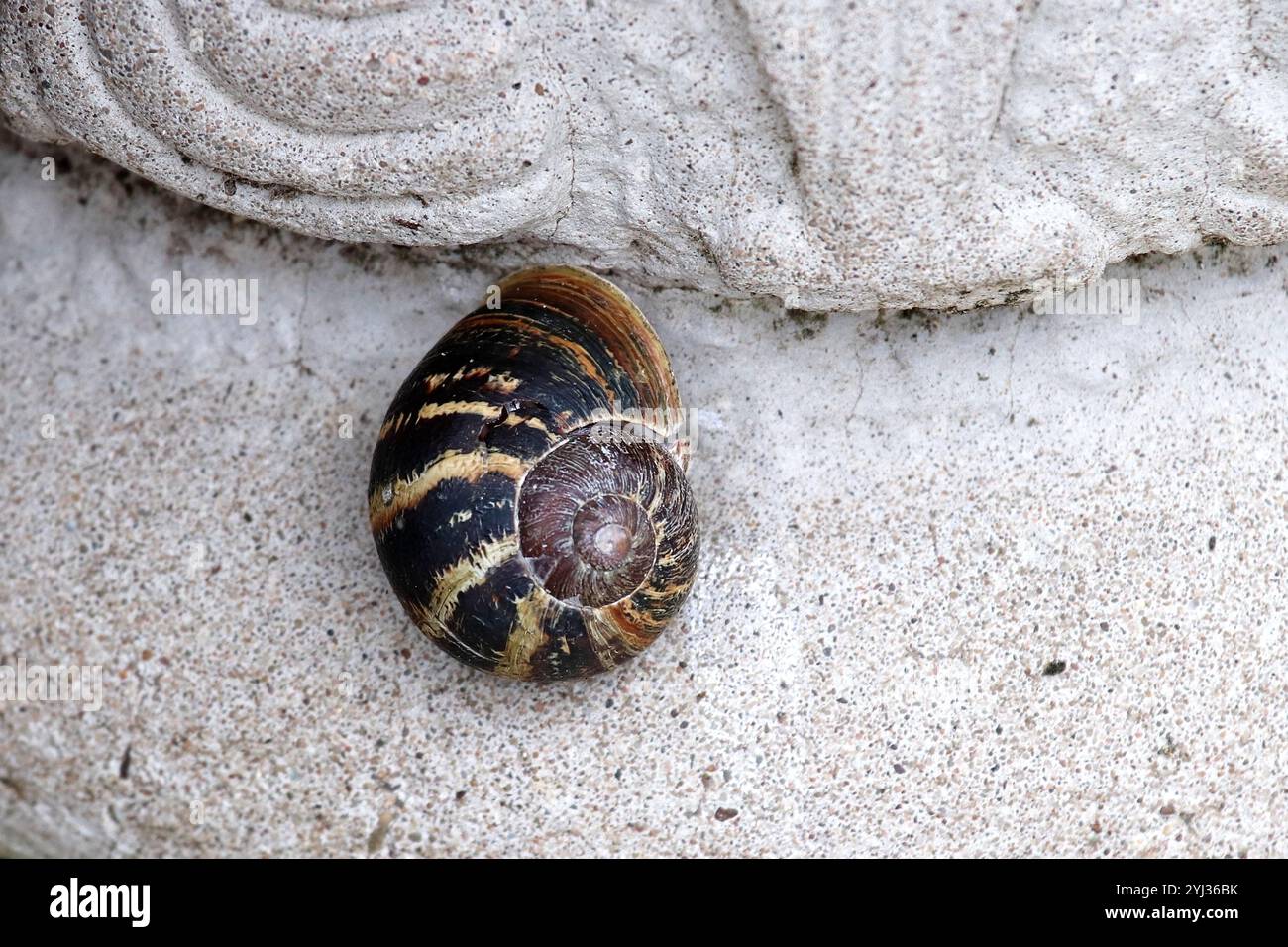 Common snail species hi-res stock photography and images - Alamy