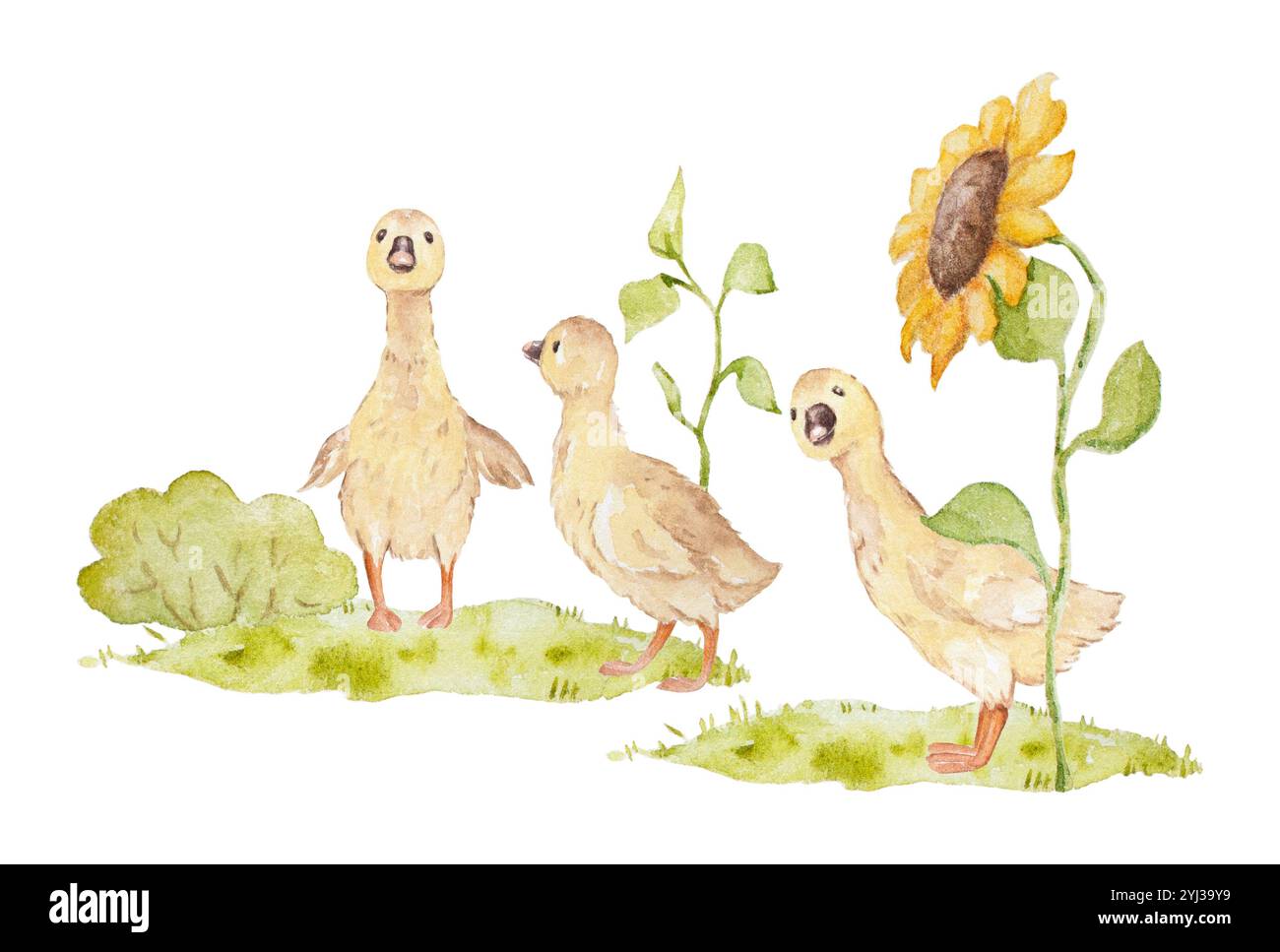 Baby geese watercolor clip art hi-res stock photography and images - Alamy
