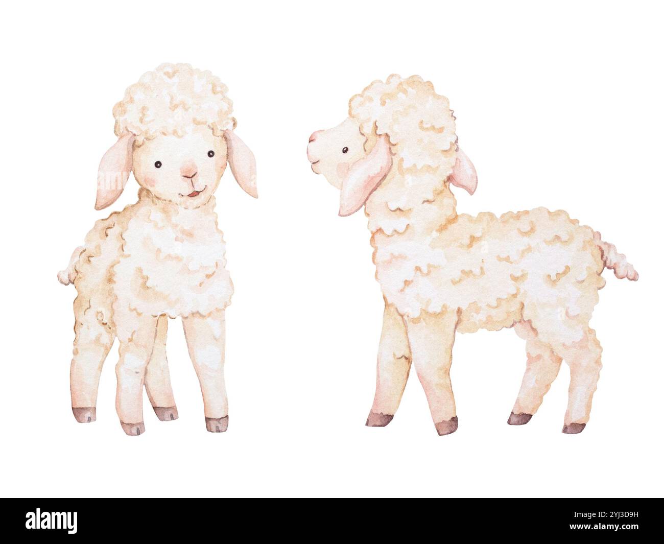 Watercolor Lamb Illustrations, Baby Sheep Clip Art, Cute Baby Lamb ...