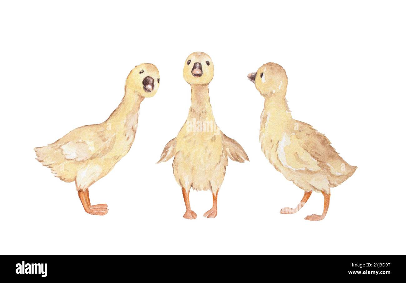 Baby Goose Watercolor Illustration, Baby Geese Watercolor Clip Art ...
