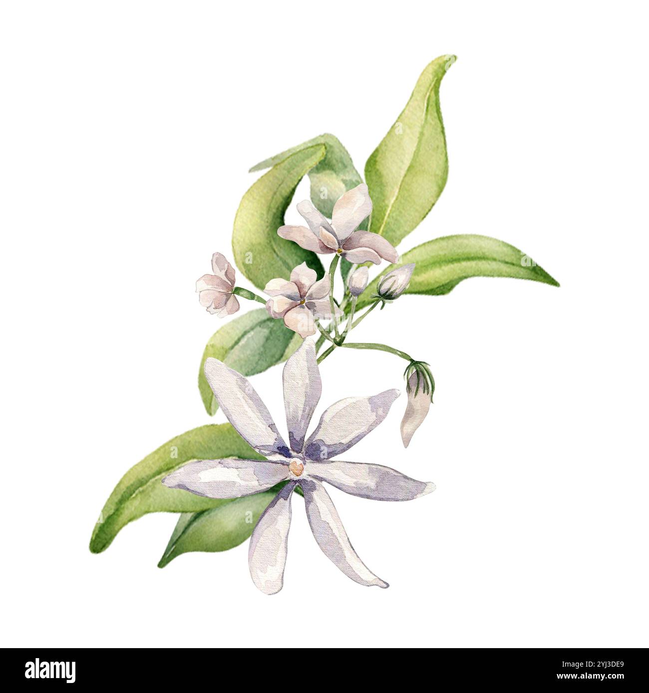 Jasmine flowers in watercolor illustration isolated. White flower ...