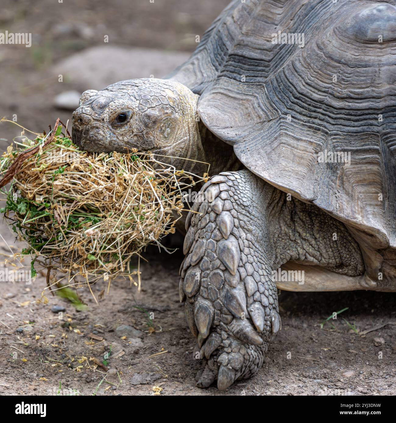 African spurred tortoise eating, Colorado Gators Reptile Park, near ...