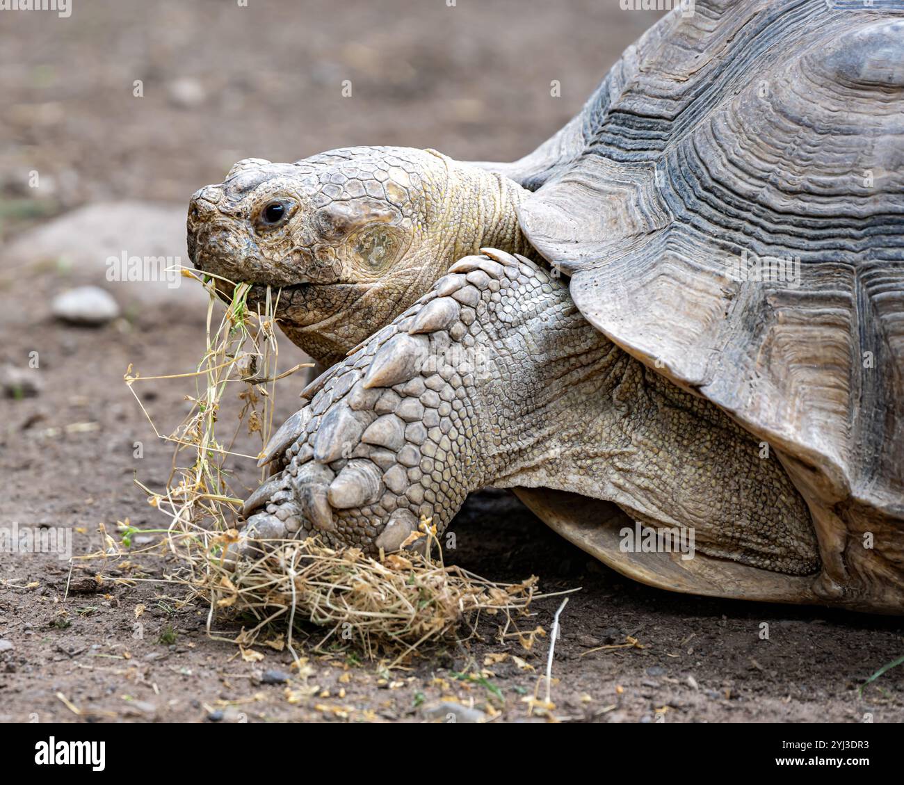 African spurred tortoise eating, Colorado Gators Reptile Park, near ...