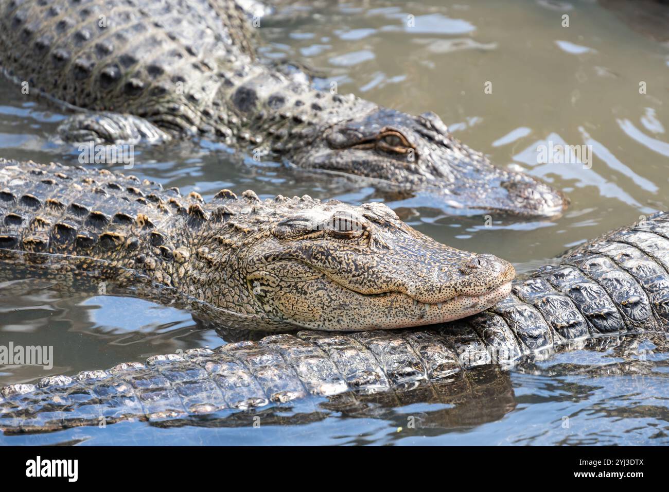 Alligators floating, Colorado Gators Reptile Park, near Mosca, Colorado ...