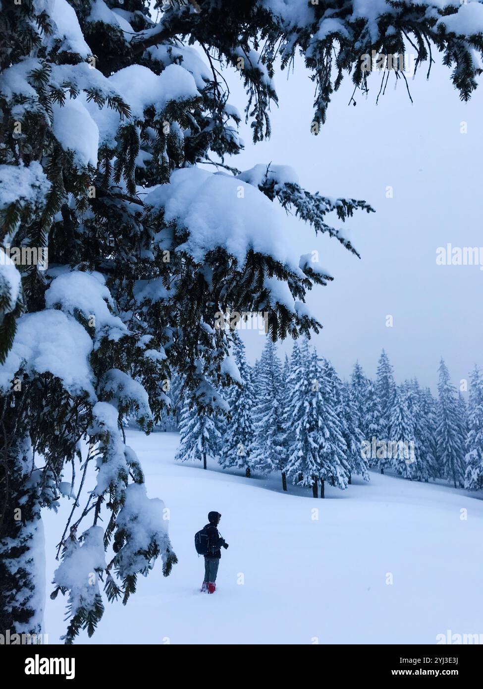 A hiker walks through a serene winter wonderland, surrounded by snow ...