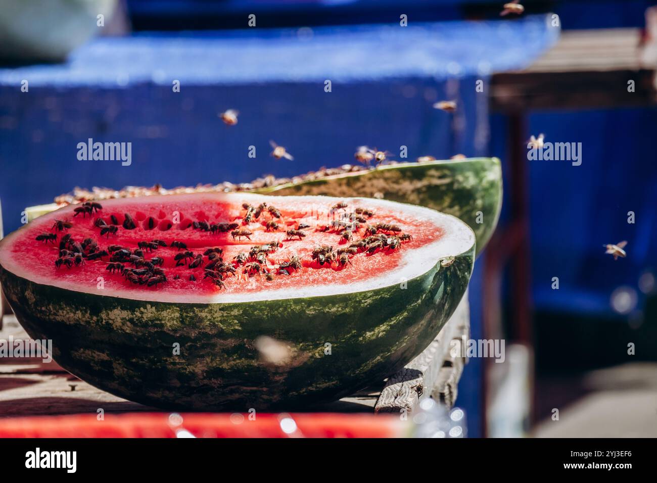 Watermelon insects hi-res stock photography and images - Alamy