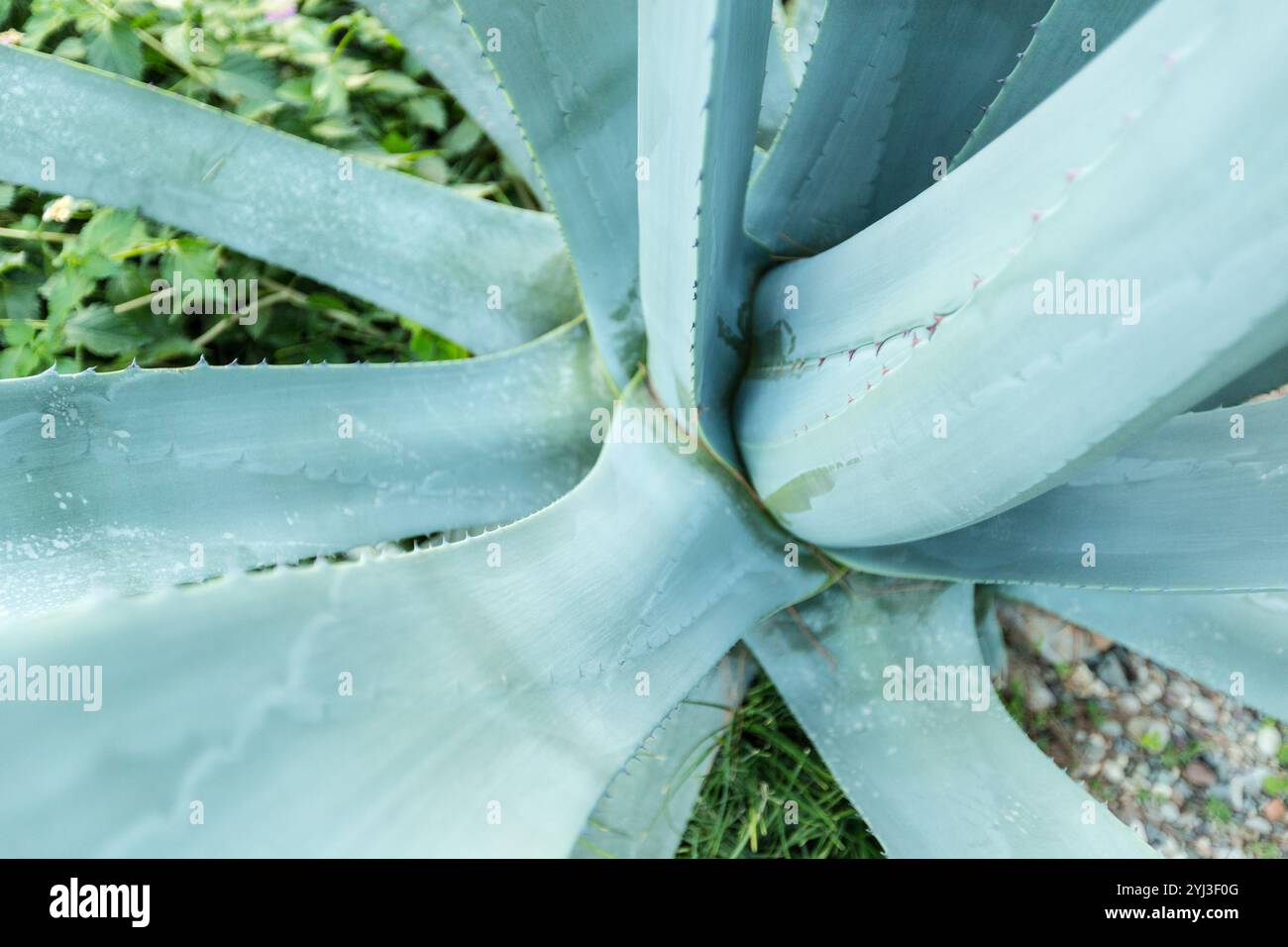 Green spiky leaves of agave Stock Photo - Alamy
