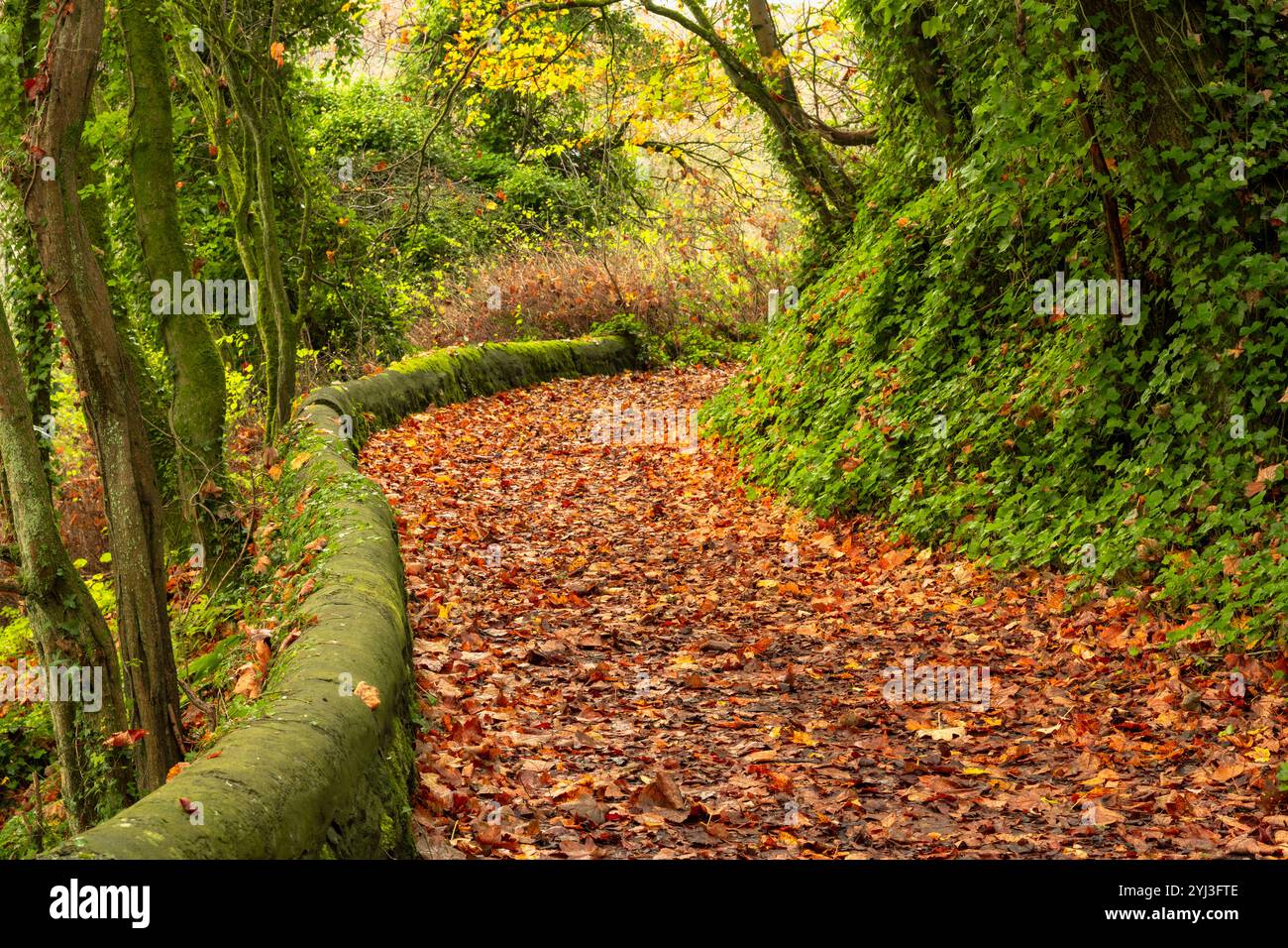 Vibrant autumn, fall tree and leaf colours along the Caldon canal ...