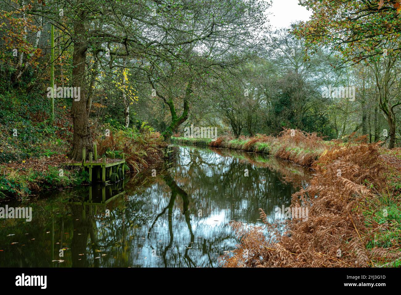 Vibrant autumn, fall tree and leaf colours along the Caldon canal ...