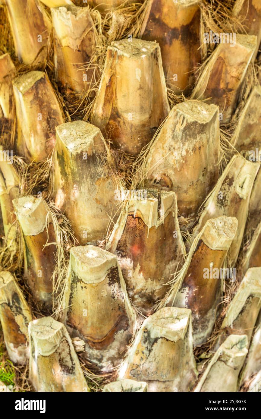 Cortex of a palm tree background Stock Photo - Alamy