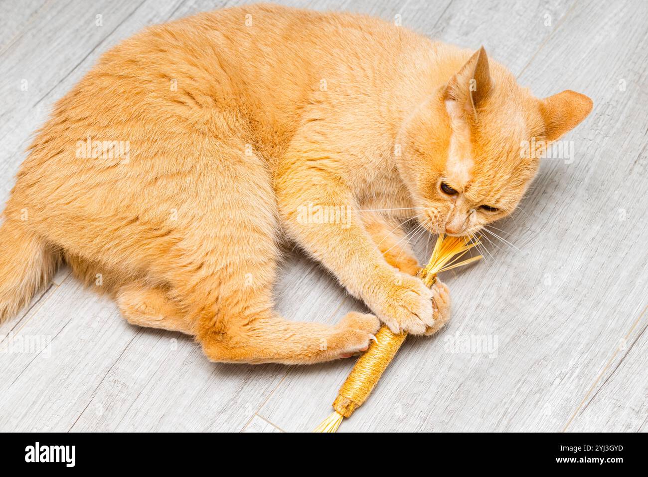 Matatabi stick hi-res stock photography and images - Alamy