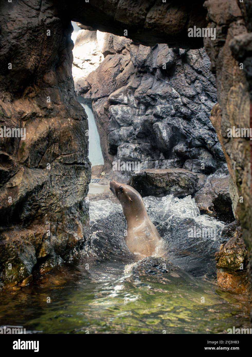 Osaka animals hi-res stock photography and images - Alamy