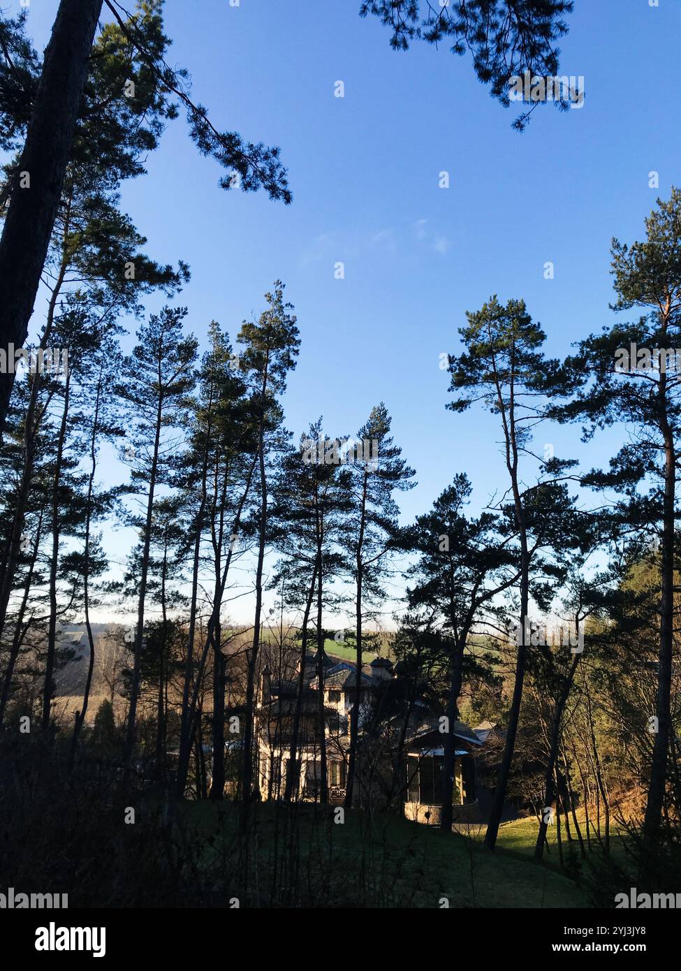A beautiful cottage is surrounded by tall pine trees in a serene forest ...