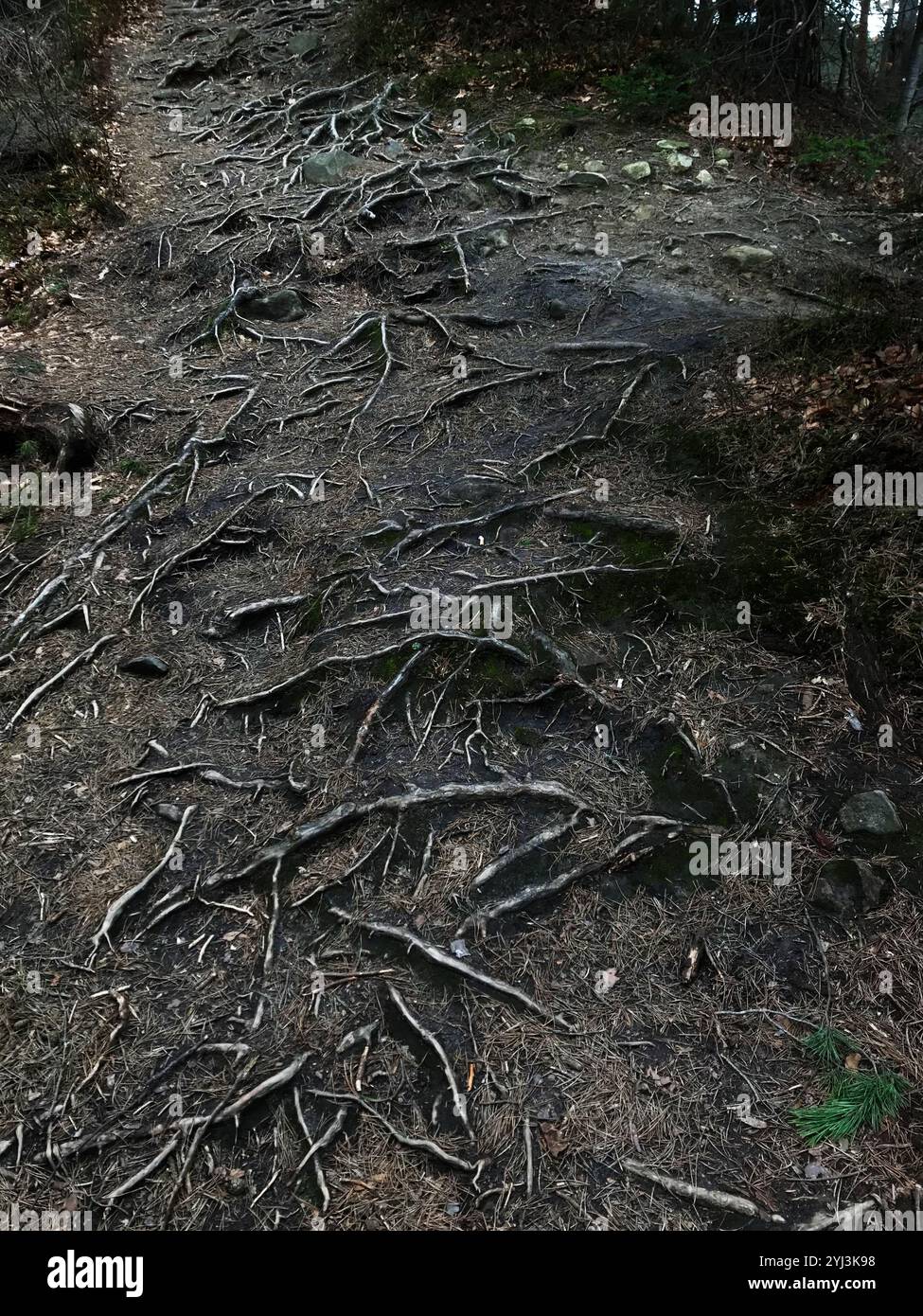 A woodland path with intricate, exposed tree roots sprawling across the ...