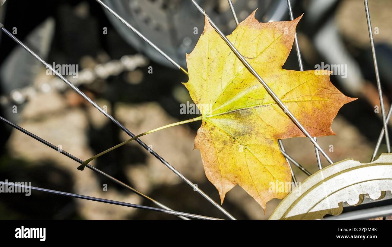 A bicycle wheel with a single, yellow leaf resting in the spokes Stock ...