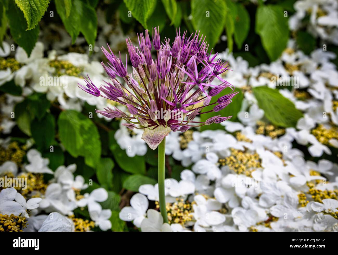 Canterbury, a historic town in Kent, southeastern England Stock Photo ...