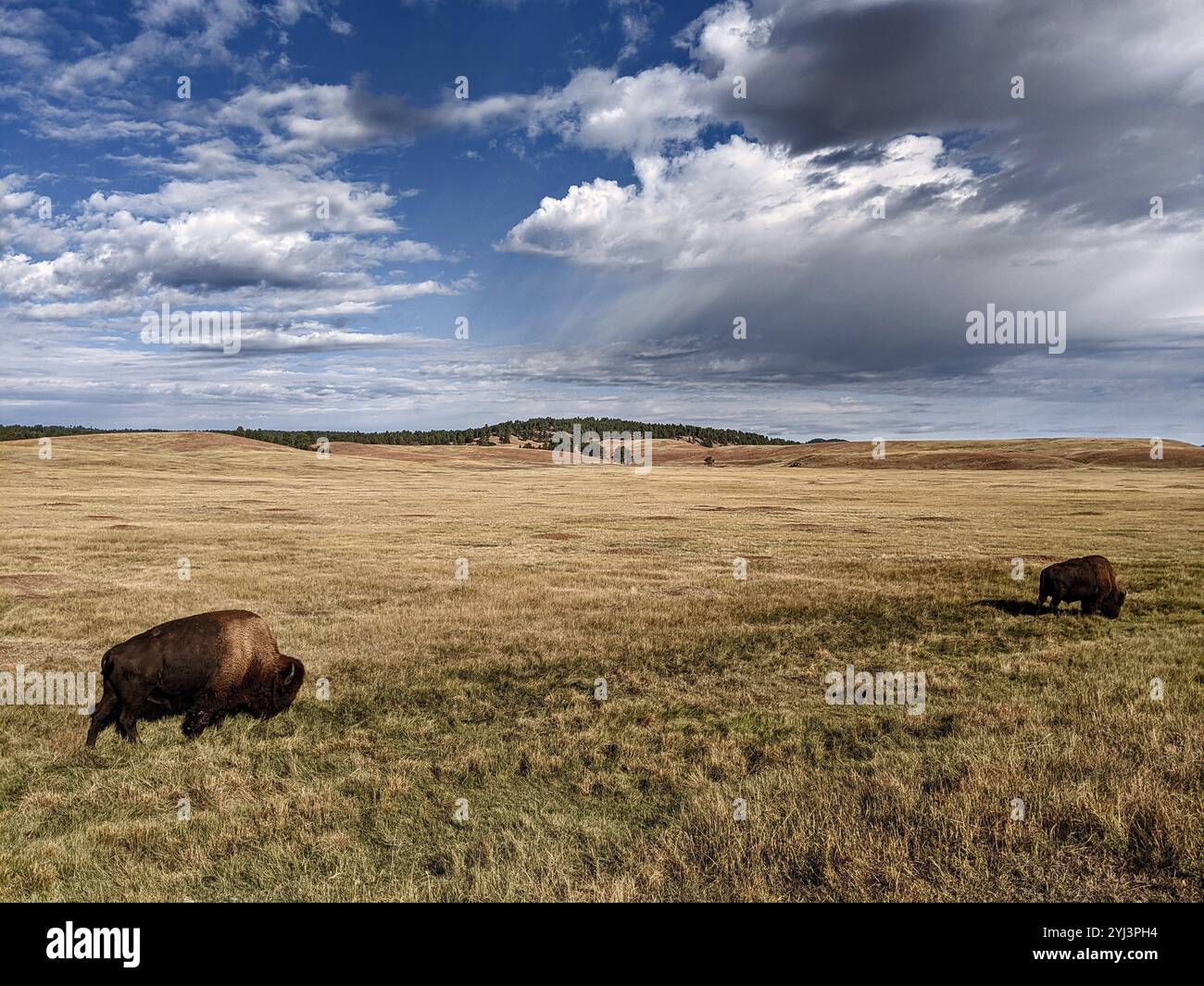 American Buffalo, or Bison, grazing in the hills and grasslands of ...