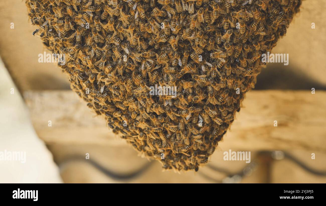 European honey bees creating honeycomb under wooden roof in natural ...