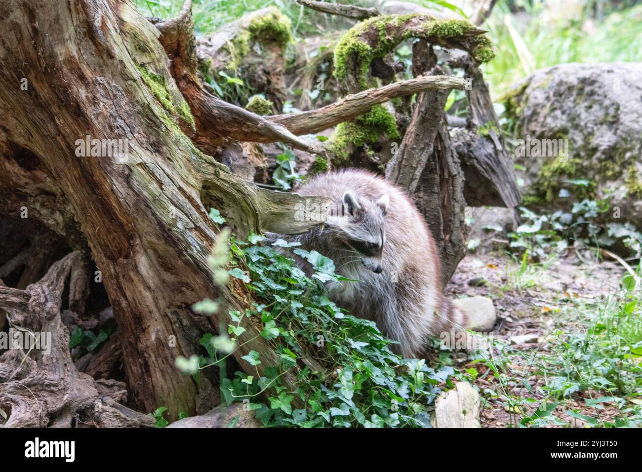 Raccoon in the grass, front view Stock Photo - Alamy
