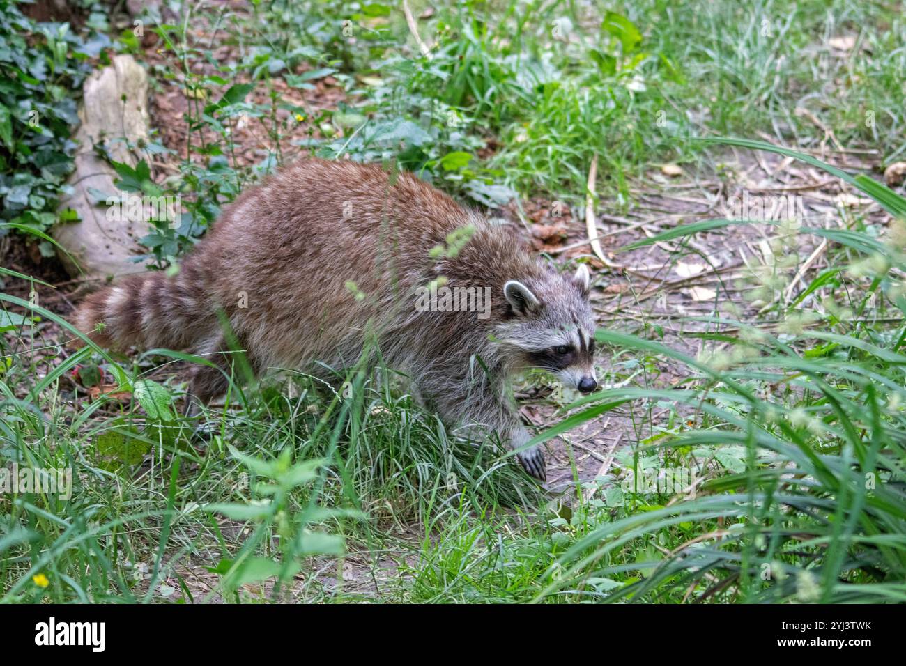 Raccoon in the grass, front view Stock Photo - Alamy