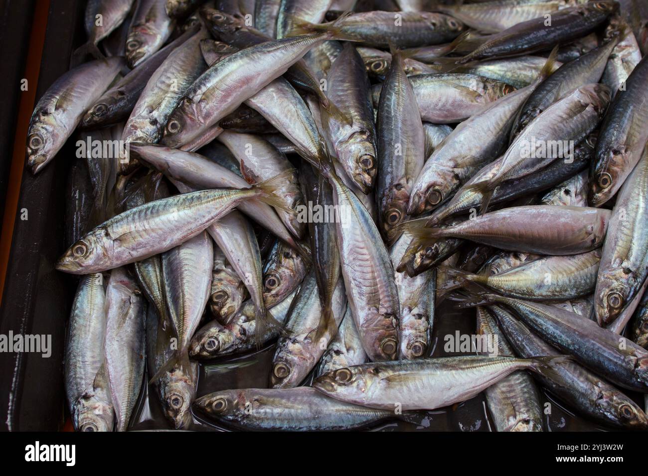 A close-up of a large pile of freshly caught fish, showcasing their ...