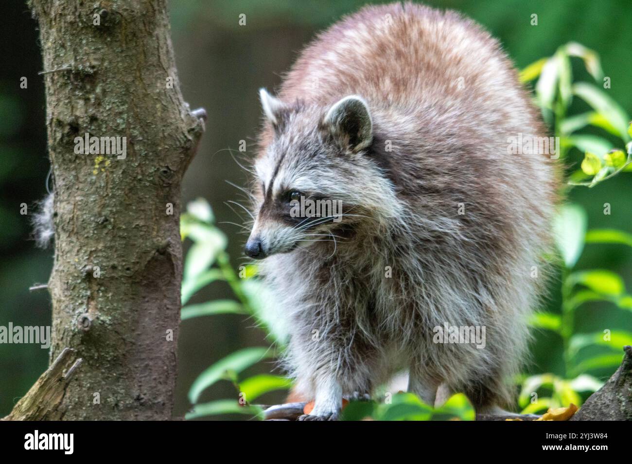 Raccoon in the grass, front view Stock Photo - Alamy